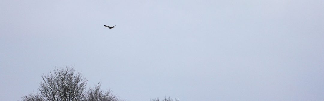 Kieuw! - Paul Schrijft